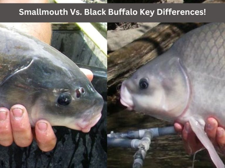 Smallmouth Vs. Black Buffalo Key Differences ...